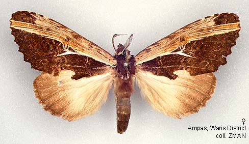 Papua Insects Foundation (Lepidoptera/Notodontidae/Allata affinis)